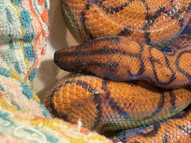 Sorry, Fey Valentine - Brazilian Rainbow Boa:ADOPTION PENDING! Has ...