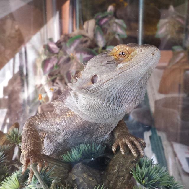 Sorry, Fred - Bearded Dragon Has already been adopted!