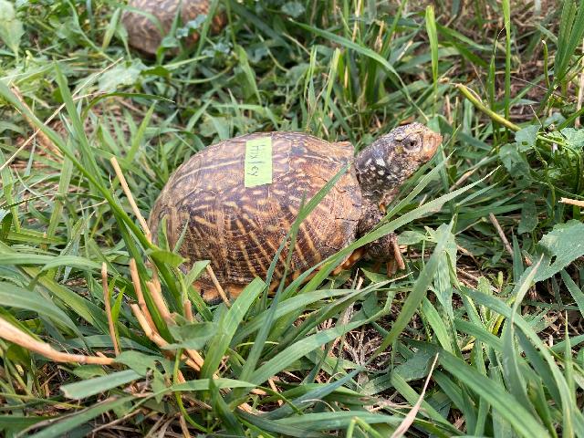 Huxley - Ornate Box Turtle