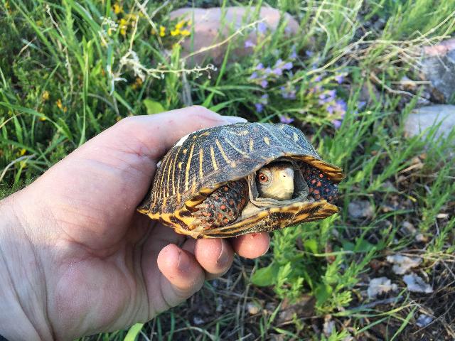 Sorry, Greg Louganis - Ornate Box Turtle Has already been adopted!