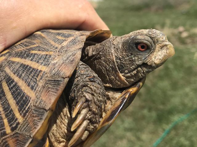 Sorry, Taurus - Ornate Box Turtle Has already been adopted!