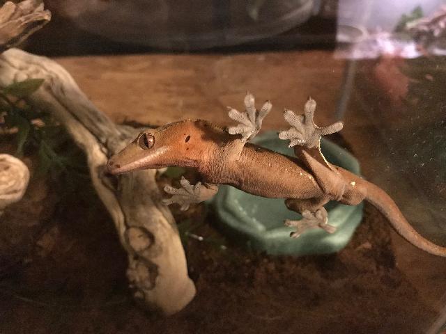 Sorry, Rocky -- Crested Gecko Has already been adopted!