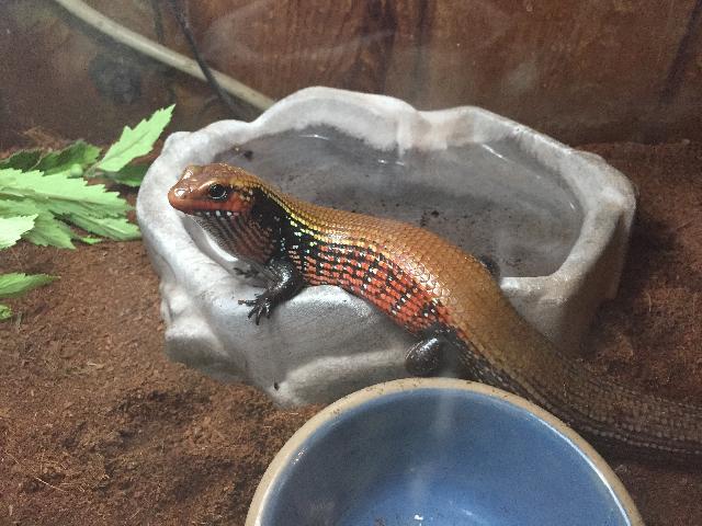Sorry, Inferno - Fire Skink Has already been adopted!
