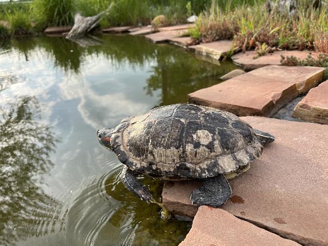 Cruella is a very large, BEAUTIFUL RES, who needs a pond!