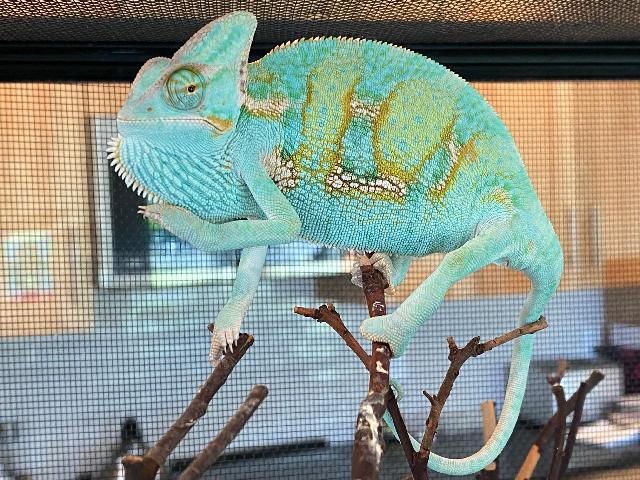 Sorry, ADOPTION PENDING! Sah - Veiled Chameleon Has already been adopted!