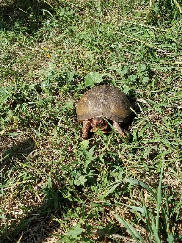 Sorry, Sunflower - 3-Toed Box Turtle Has already been adopted!