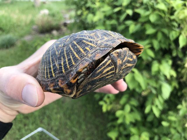 Sorry, Spitz - Ornate Box Turtle Has already been adopted!