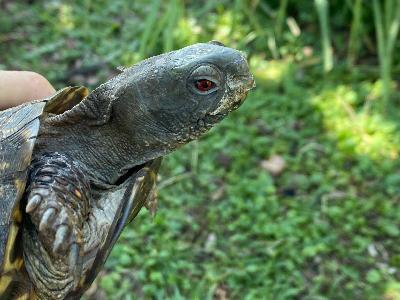 Tommy T. - Ornate Box Turtle
