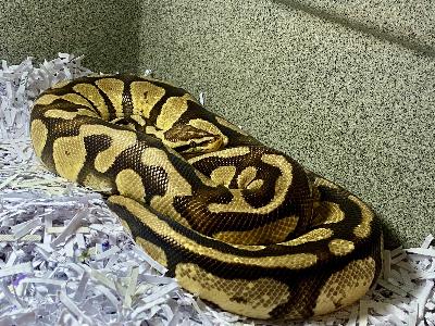 Ann Chapman - Ball Python