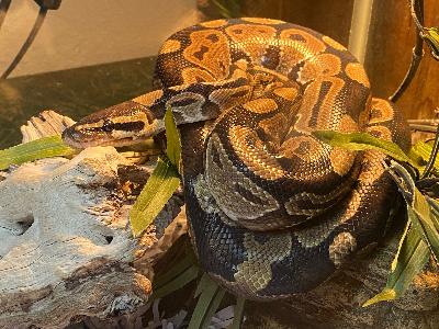 Ross - Ball Python: ADOPTION PENDING