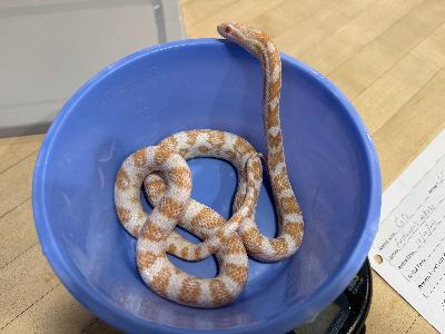 Coco - Corn Snake