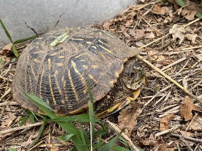 Kersey - Ornate Box Turtle