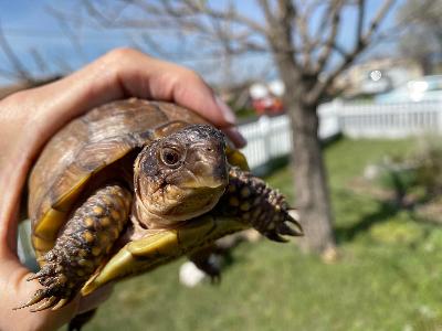 Ginger - 3-toed Box Turtle