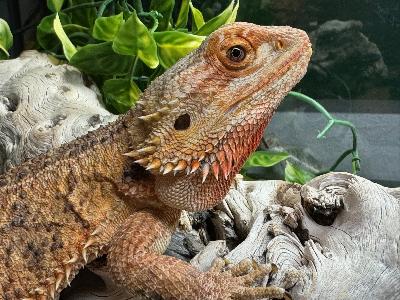 Lily - Bearded Dragon: ADOPTION PENDING!