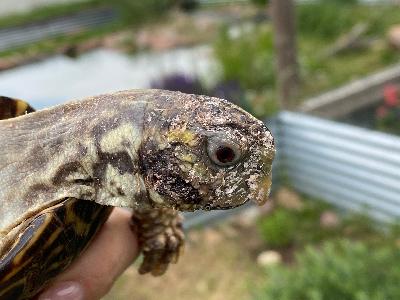 Cleome - Ornate Box Turtle